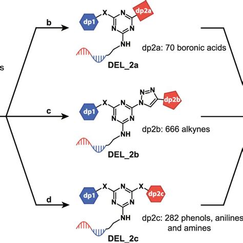 Construction Of A Chemically Identical Ss And Dsdel A S N Ar Of
