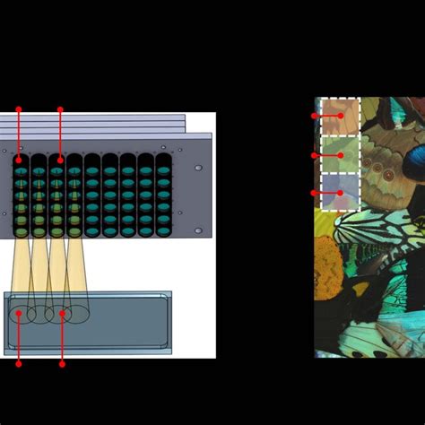 The Multi Camera Array Microscope Mcam For Large Field Of View