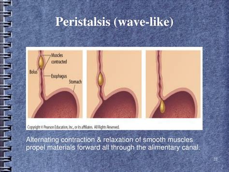 Ppt The Human Digestive System Powerpoint Presentation Free Download