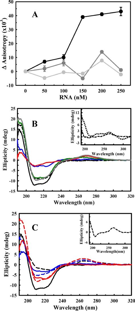 Rna Binding To Rprp And Its Effects On Rprp Secondary Structure A Download Scientific Diagram