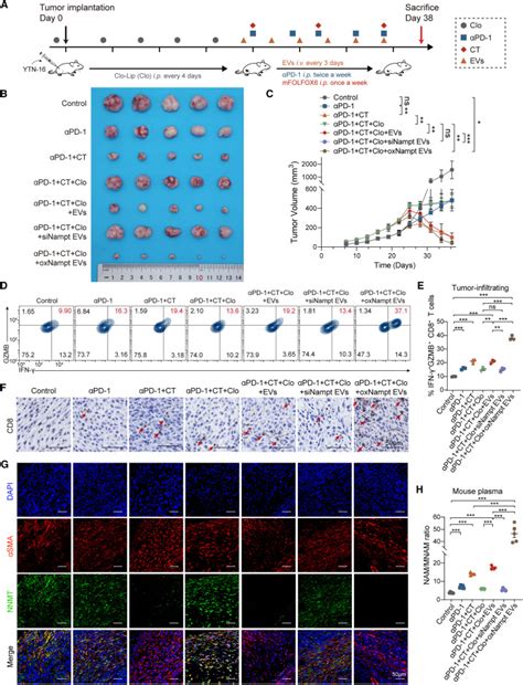 Nicotinamide Metabolism Face Off Between Macrophages And Fibroblasts Manipulates The