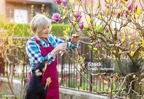 Woman Pruning Magnolia Tree Stok Fotoğraflar And Köpek‘nin Daha Fazla