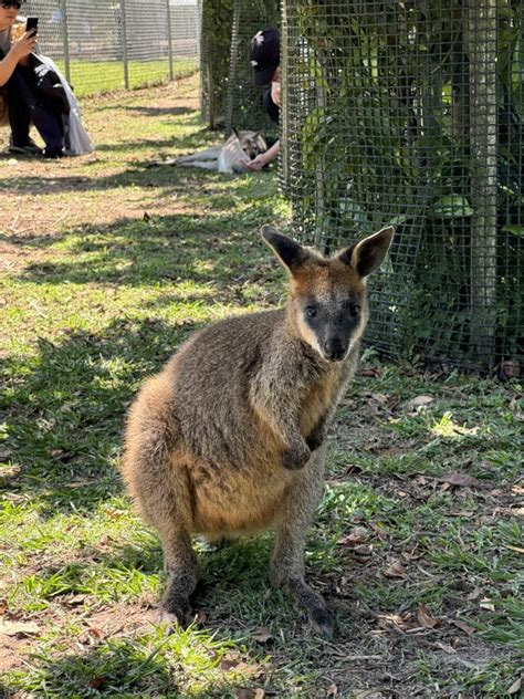 호주 13박 15일 Day5 브리즈번 론파인 코알라 보호구역 뉴팜파크 세인트 존 대성당 사우스뱅크 스트리트비치 스토리 브릿지 야경 네이버 블로그