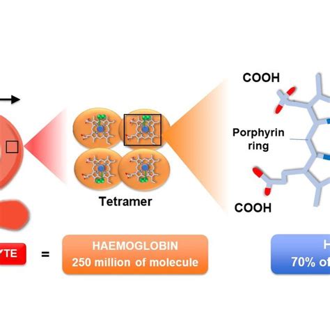 Erythrocyte Structure And Content One Single Erythrocyte Contains Download Scientific Diagram