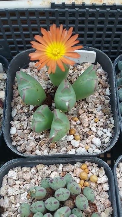 꽃이 피는 돌맹이 리톱스 분지를 하는 식물 1두가 1년이지나면서 2두가되고 2두가4두도 되는 리톱스 다육이 리톱스 리톱스꽃 Youtube