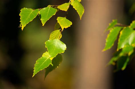 Birch Tree Background Photos Download The Best Free Birch Tree