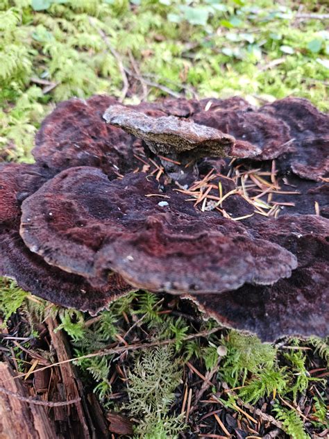 Found These Fan Looking Fungi Growing Out Of The Duff In The Pnw Looks