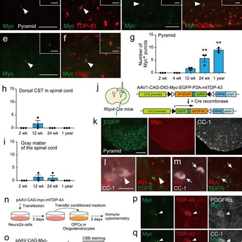 Tdp 43 Introduction In The Spinal Motor Neurons Leads To Skeletal