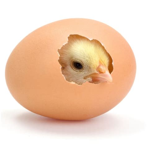 Hatching Eggs Hard Run Acres