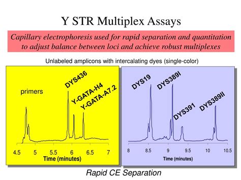 Ppt Y Chromosome Dna Variation Monitored By Snp And Str Analysis