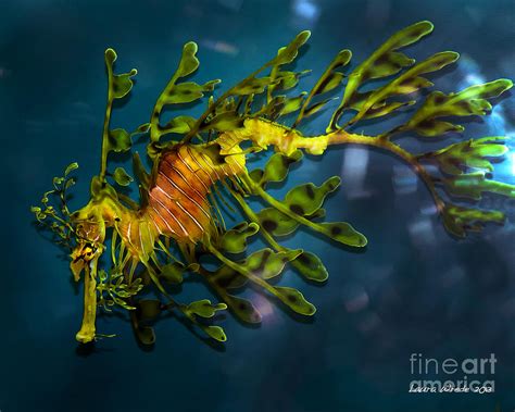 Leafy Sea Dragon Photograph By Artist And Photographer Laura Wrede Pixels