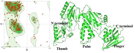 Hbv Dna Polymerase Homology Modelling A Validation Of Hbv Polymerase