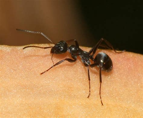Unidentified Black Ant 3 Formica Bugguidenet