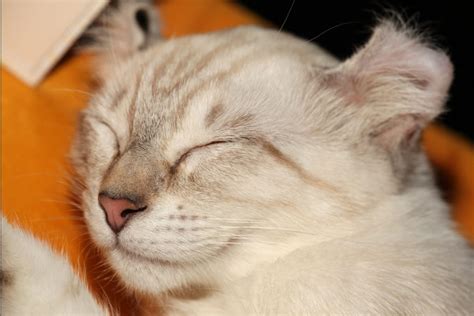 킨카로우 짜리몽땅하고 귀가 접힌 희귀한 고양이 비마이펫 라이프