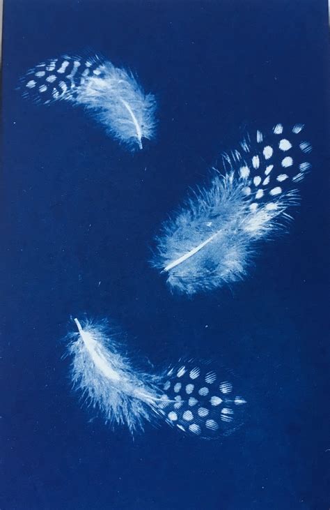 Home Mysite Cyanotype Cyanotype Process Sun Prints