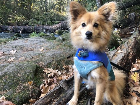 A Small Fox ️🦊 Rpomchi