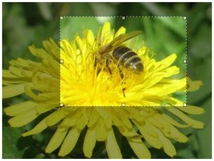Image Cropping With JQuery MooTools Prototype Script Aculo Us Bit Repository