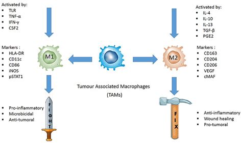 Macrophages Diagram