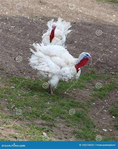 Pavo Blanco Grande En El Corral Foto De Archivo Imagen De Fauna