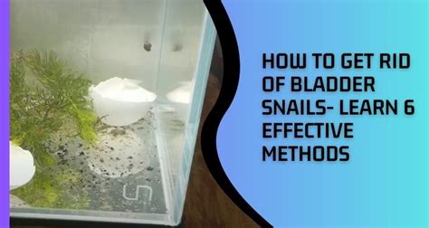 How To Get Rid Of Bladder Snails Learn 6 Effective Methods