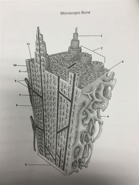 Microscopic Bone Diagram Part 1 Diagram Quizlet