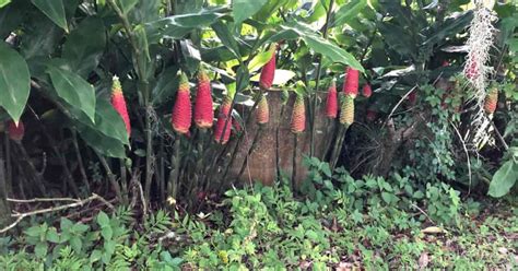 Shampoo Ginger Lily Care How To Grow Zingiber Zerumbet