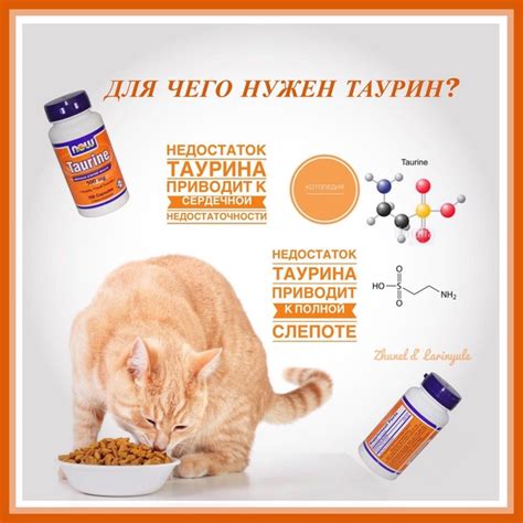 Вред и польза таурина для кошек: что это такое, в каких продуктах ...