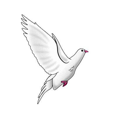 White Winged Dove Stickers Find And Share On Giphy