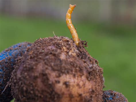 Назавжди позбудетеся дротяника Як урятувати картоплю без хімії