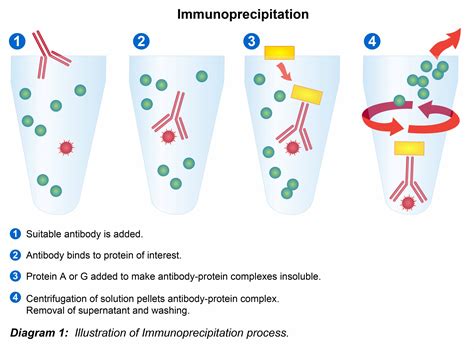 Co Ip Lysis Buffer Recipe Bryont Blog