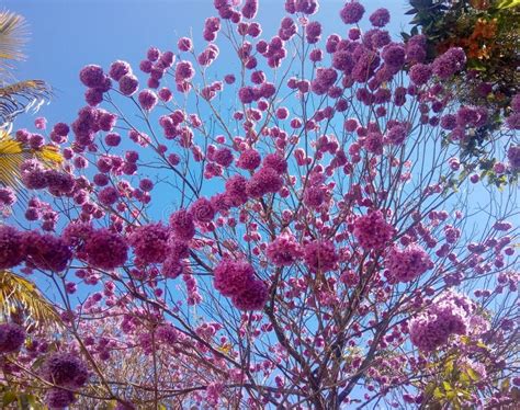 Pink Ipe Stock Image Image Of Cupe Pink Tree Purple 152149333