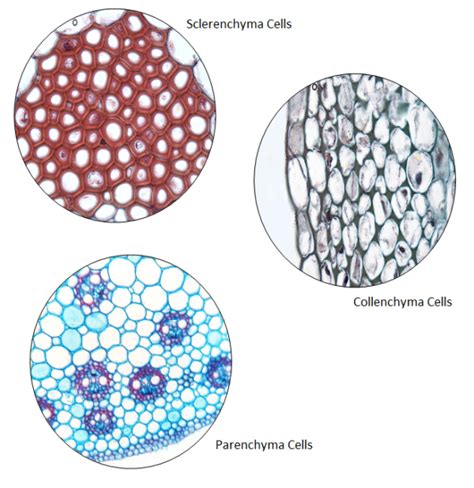 Collenchyma Cells Labeled
