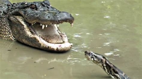 Alligator Vs Python