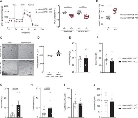 Figures And Data In Paradoxical Neuronal Hyperexcitability In A Mouse Model Of Mitochondrial