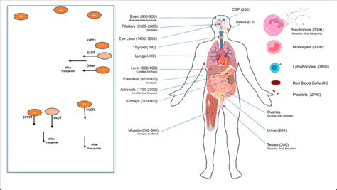 Ascorbic Acid Aa And Dehydroascorbic Acid Dha Transporters Left Download Scientific