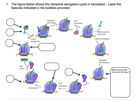 Solved The Figure Below Shows The Ribosome Elongation Cycle In