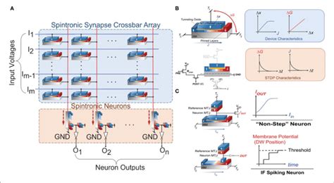 A All Spin Crossbar Array With Both Synapse And Neurons Based On Download Scientific
