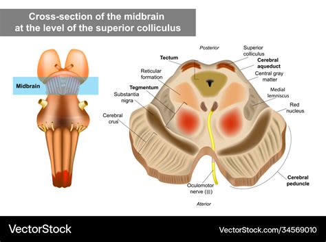 Midbrain Anatomy Superior Colliculus Cross Secti