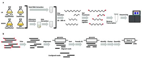 Sequencing Library Preparation And Analysis Workflow A Schematic Download Scientific Diagram