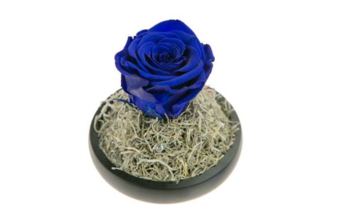 ΑΠΟΧΥΜΩΜΕΝΟ ΤΡΙΑΝΤΑΦΥΛΛΟ ΜΠΛΕ ΜΕ ΔΙΑΡΚΕΙΑ ΖΩΗΣ ΕΩΣ 20 ΧΡΟΝΙΑ