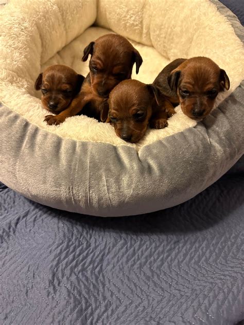 Miniature Pinscher Min Pin Puppies For Sale In Michigan