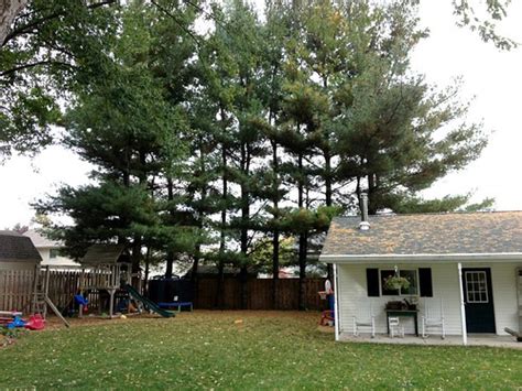 How To Remove Tree Sap From Almost Anything Andrea Dekker