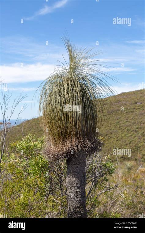 Mountain Grass Trees Wallpaper The Sky Grass Trees Mountains