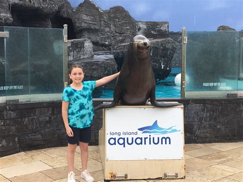 Sea Lion Encounter Long Island Aquarium