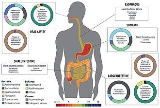 Human Microbiome Wikipedia