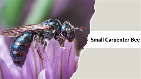 8 Common Types Of Carpenter Bees Identification With Pictures And Name