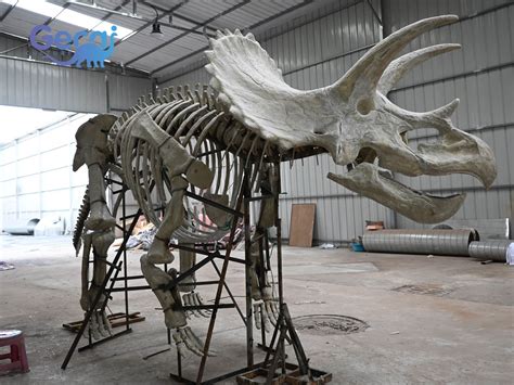 Full Size Triceratops Skeleton Fossil Replica Fossil Replica Zigong Gecai Culture