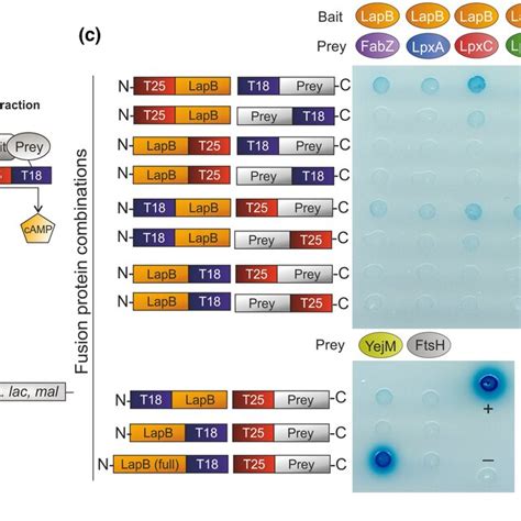 Lapb Serves As An Anchor For Cytosolic Proteins At The Interface Of Pl