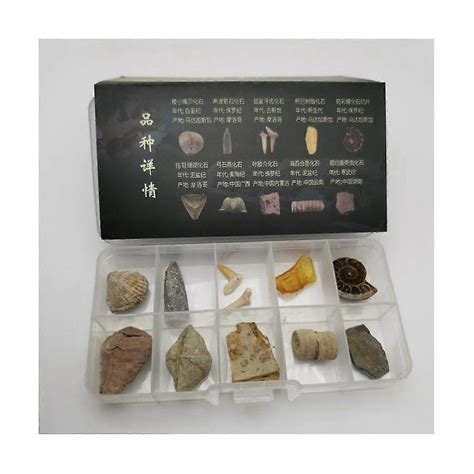 Fossil Fossils Specimen Teaching Kit Model Orthoceras Collection Paleontology Trilobite Science