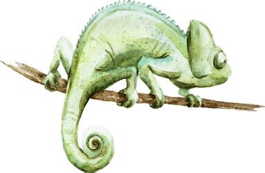 Chameleon Royalty Free Vector Image VectorStock